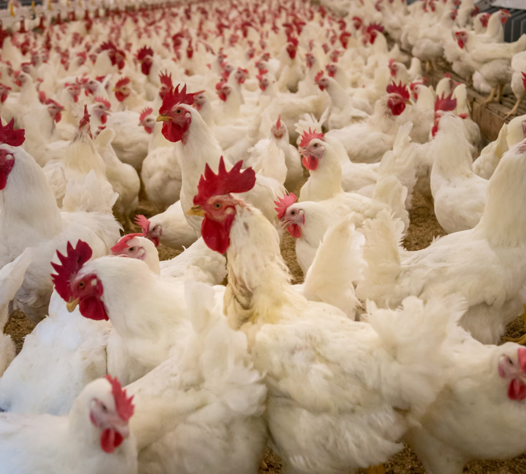 Home - Sudenga Industries Inc. - Grain, Feed, & Seed Handling Equipment